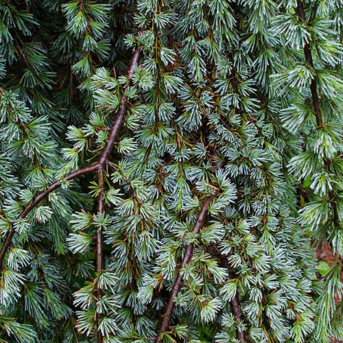 Blue Atlas cedar - FineGardening