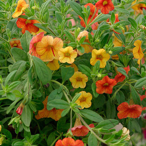 Callie Rose Star - Fine Gardening