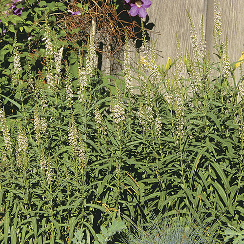 Gooseneck loosestrife - Fine Gardening
