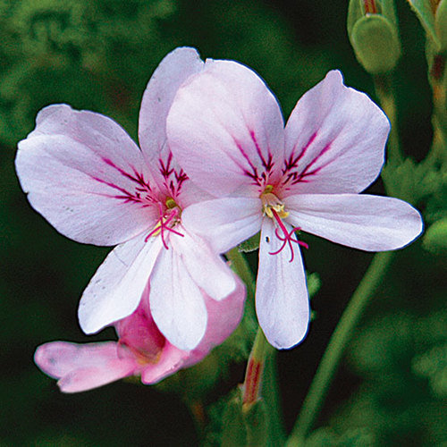 ‘Attar of Roses’ scented geranium - Fine Gardening