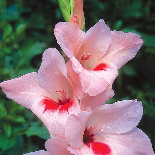 'Atom' Gladiolus - Fine Gardening