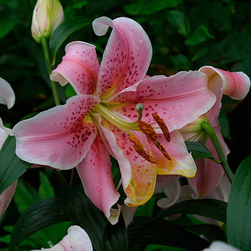 Lilium - Fine Gardening