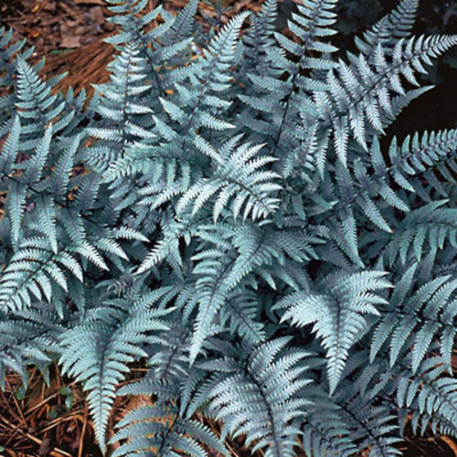 Ghost fern - FineGardening