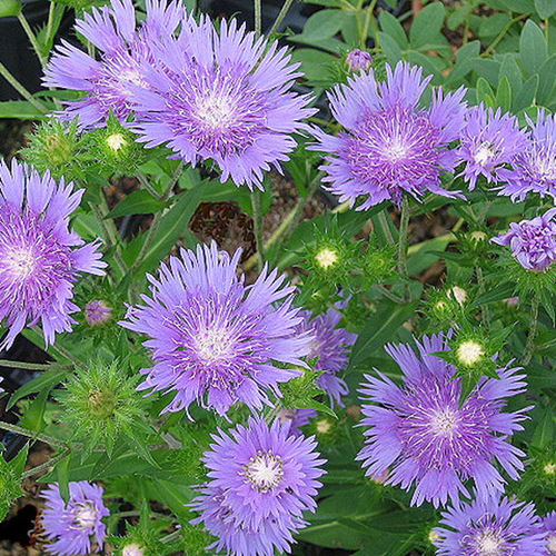 Double Japanese aster - FineGardening