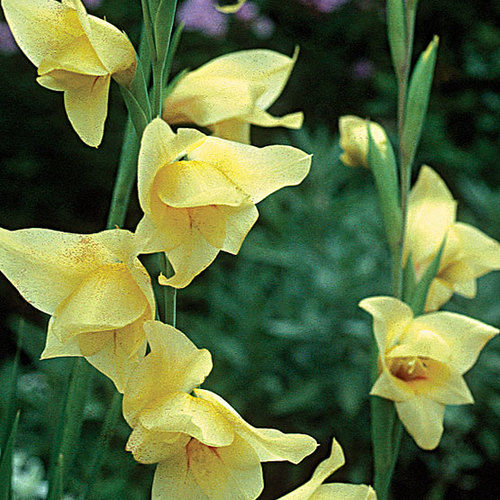 'Carolina Primrose' Gladiolus - FineGardening