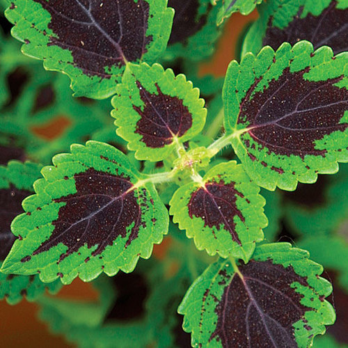 ‘Ruby Ruffles’ coleus - Fine Gardening