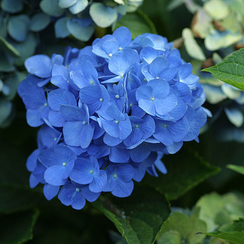 ‘Variegata’ bigleaf hydrangea - Fine Gardening