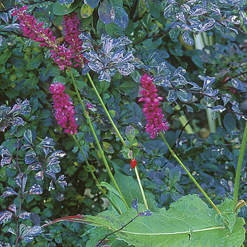 'Firetail' mountain fleece - FineGardening