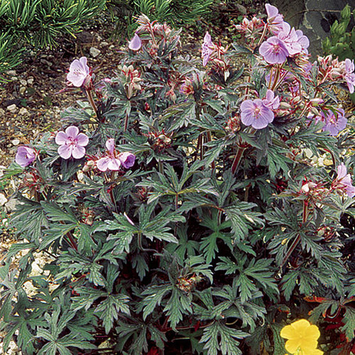 'Dark Reiter' geranium - Fine Gardening