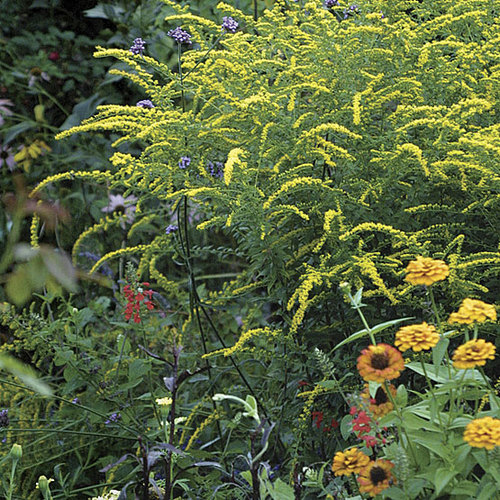 'Firetail' mountain fleece - FineGardening
