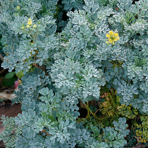 Common rue - FineGardening