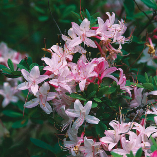 Swamp azalea - FineGardening