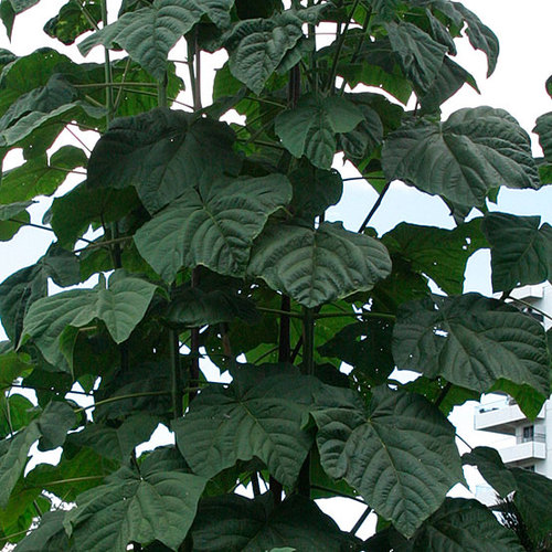 Empress tree - FineGardening