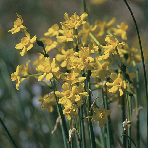 Wild jonquil - FineGardening
