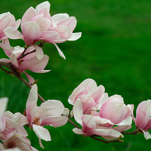 Saucer magnolia - FineGardening
