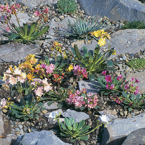 Lewisia cotyledon - FineGardening