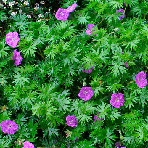 Bloody cranesbill - FineGardening