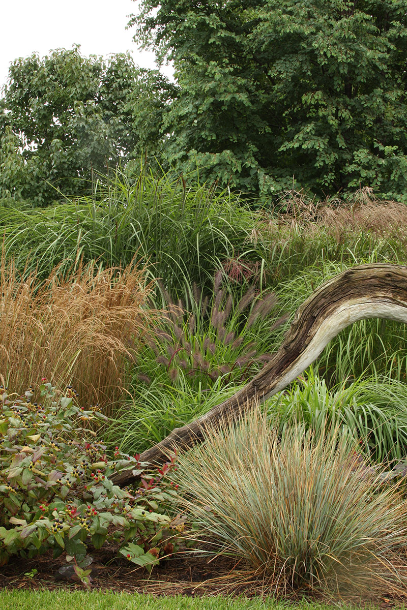 A Garden of Grasses - Fine Gardening