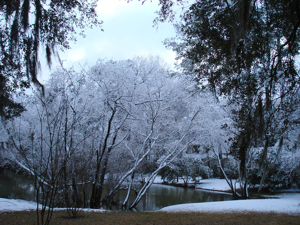 Snow in South Carolina - FineGardening