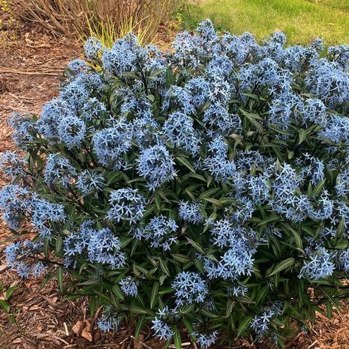 Episode 14: Our Holiday Wish List - Fine Gardening