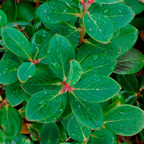 Colorful Fall Shrubs in Oregon - Fine Gardening