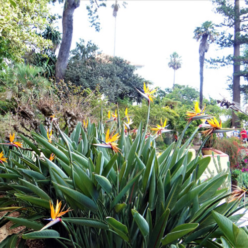 The Botanical Wonders of Madeira - Fine Gardening