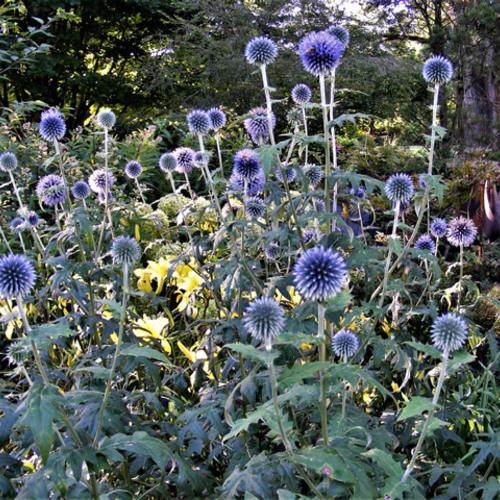High Summer in Tennessee - Fine Gardening