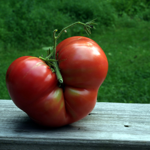 Episode 9: Which Tomato Varieties Are Tops? - Fine Gardening