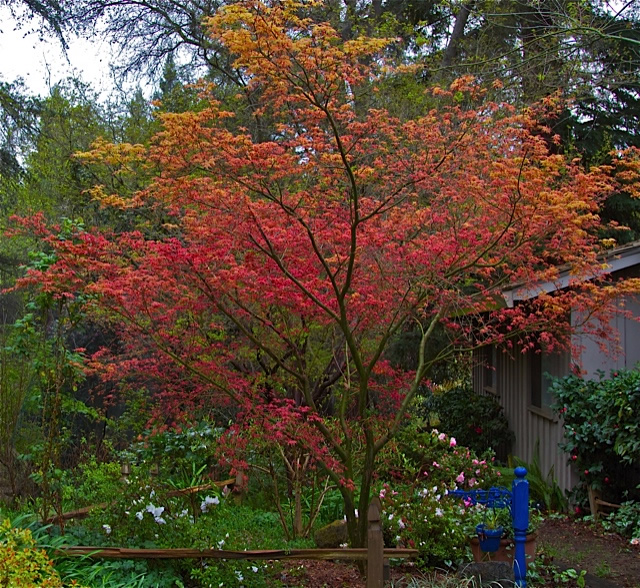 Jewels of the Spring Landscape - Fine Gardening