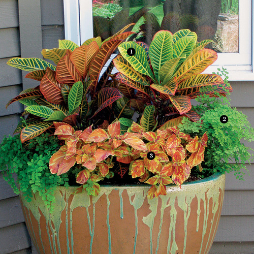 Try a new take on the “thriller, filler, spiller” recipe - Fine Gardening