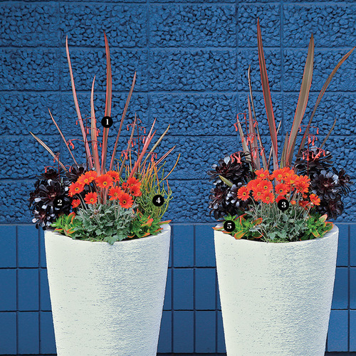 High contrast from a few plants - Fine Gardening