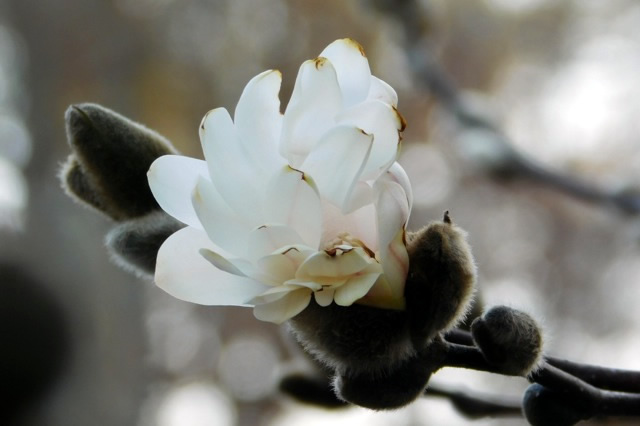 The Essence of Spring - Fine Gardening