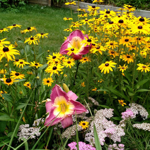 Bright Blooms in Indiana - Fine Gardening