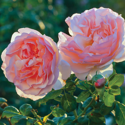 New Roses for 2017 from Star Roses & Plants - Fine Gardening