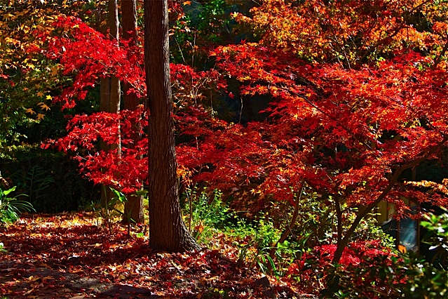 Japanese Maples Set Fire to this Fall Garden - FineGardening