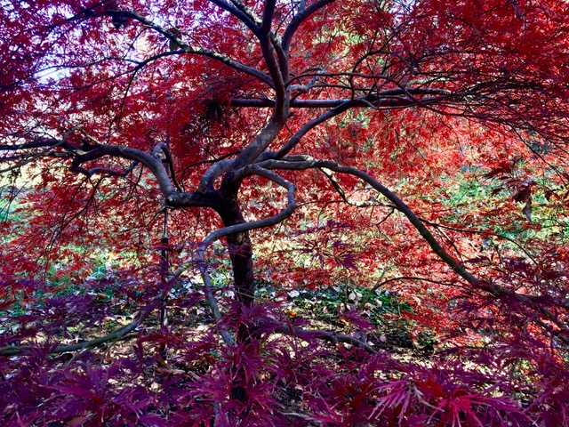 Crimson Red Highlights in NC - Fine Gardening