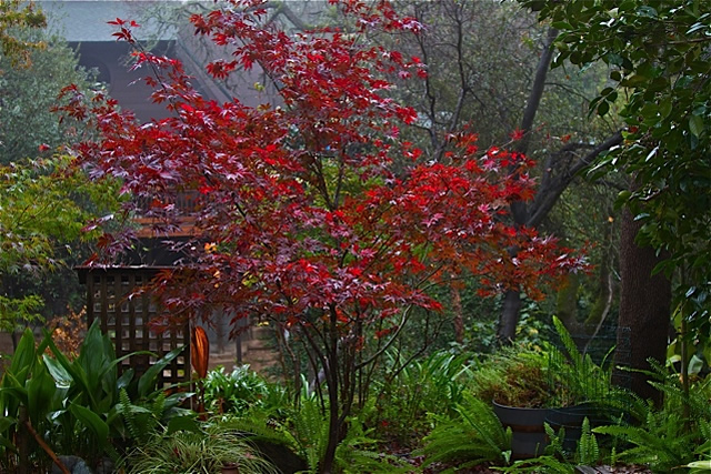 A Fiery Display of Red in California - Fine Gardening