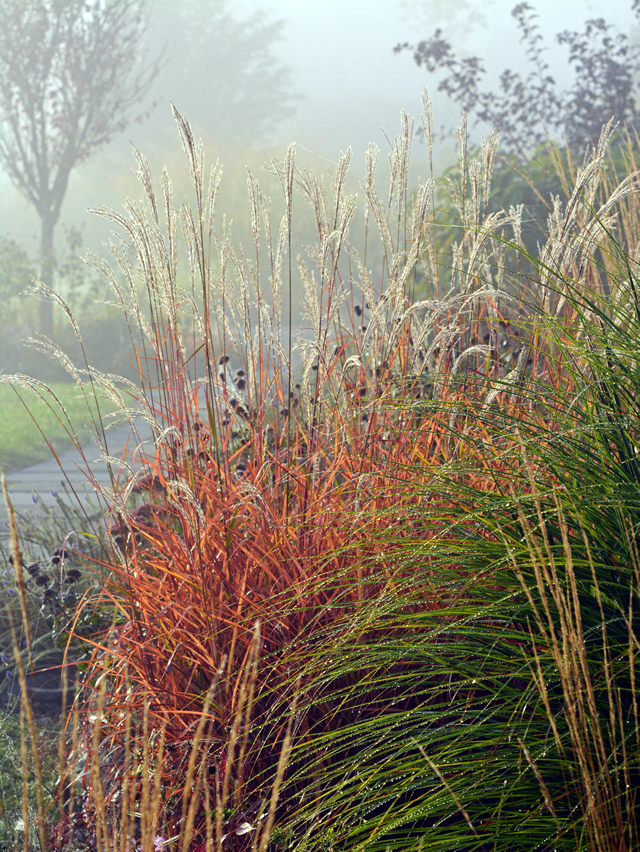 NJ Grasses in Full Bloom - Fine Gardening