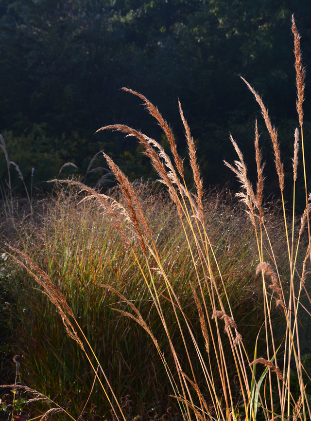 NJ Grasses in Full Bloom - Fine Gardening