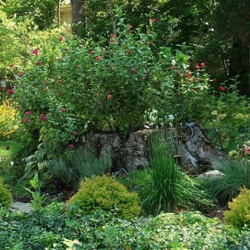 One Unique Focal Point - Fine Gardening