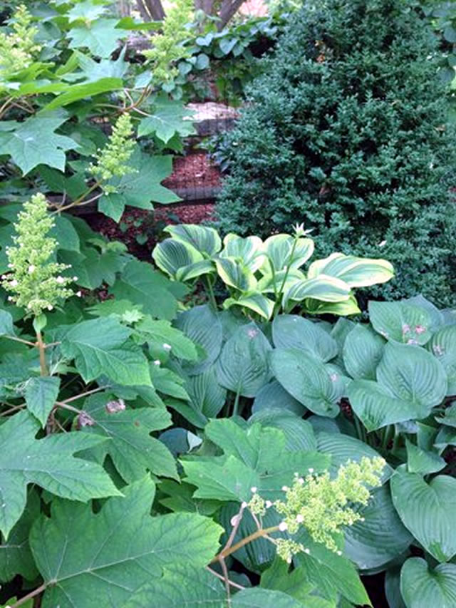 New Changes in Sally's Garden - Fine Gardening