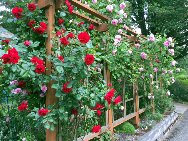 Remarkable Roses - Fine Gardening