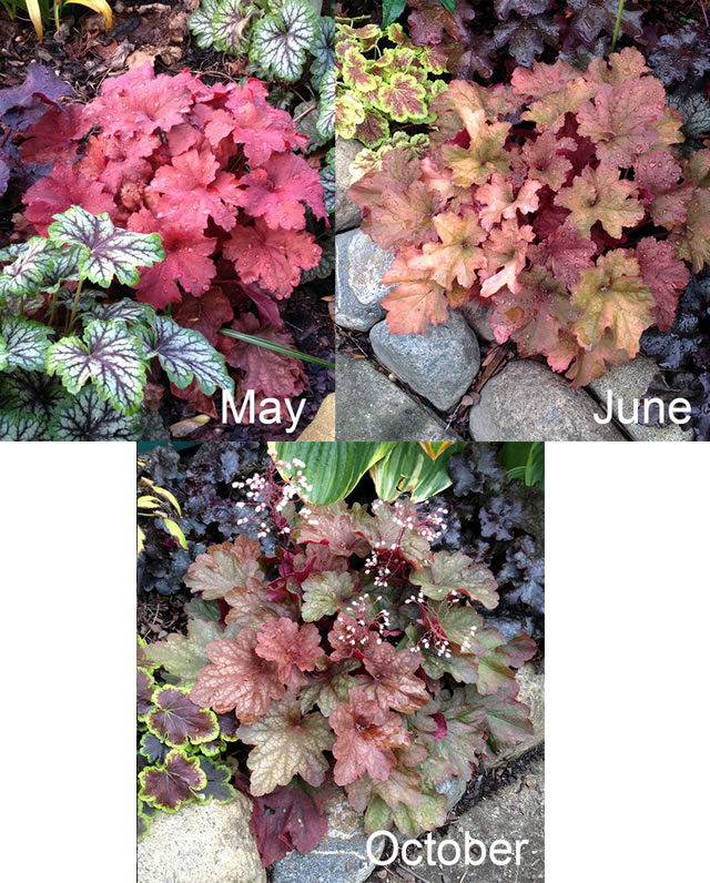 Coral Bells and Hybrids - Fine Gardening