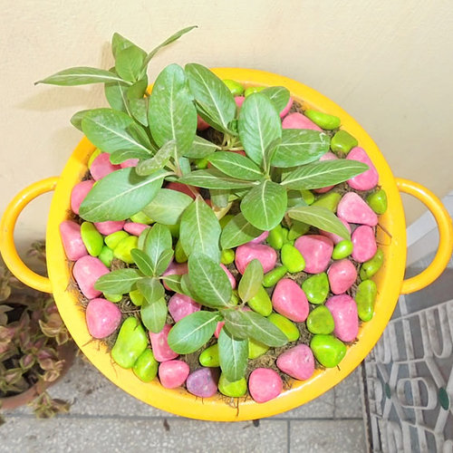 A Happy Yellow Container - Fine Gardening