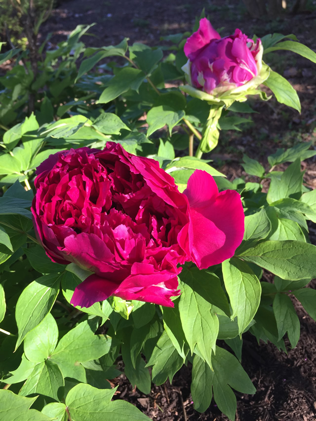 The Joy of Spring - Fine Gardening