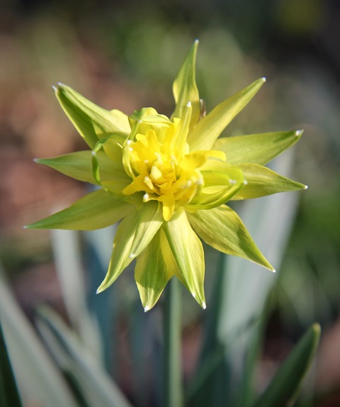 Itching for Spring in PA - Fine Gardening
