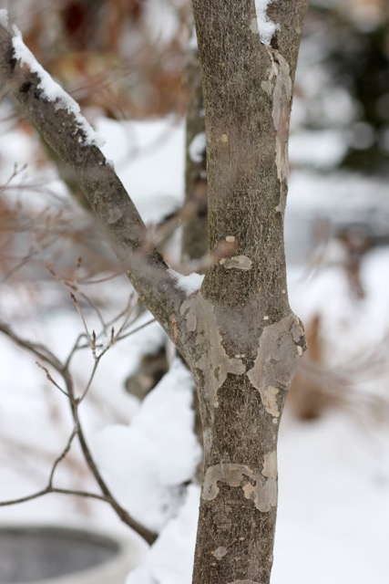 Winter Bark - Fine Gardening