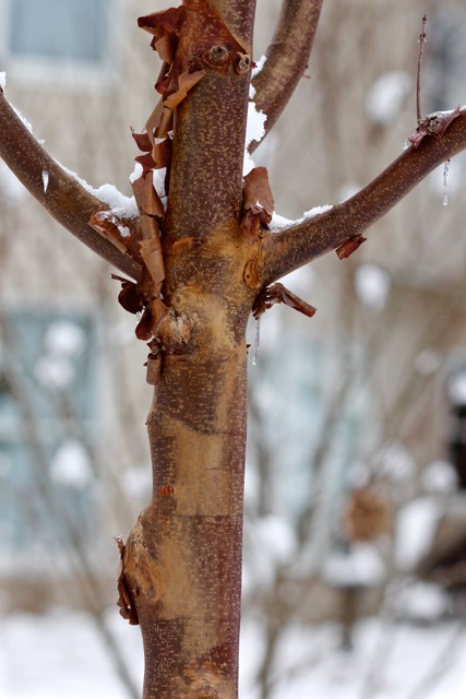 Winter Bark - Fine Gardening