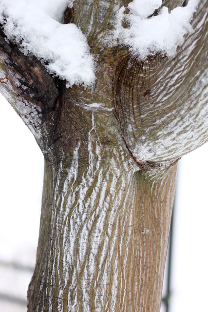 Winter Bark - Fine Gardening