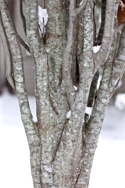 Winter Bark - Fine Gardening